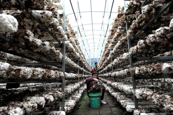 Lab-Grown vs. Wild-Foraged Mushrooms: Sustainable… or Missing Somethin ...