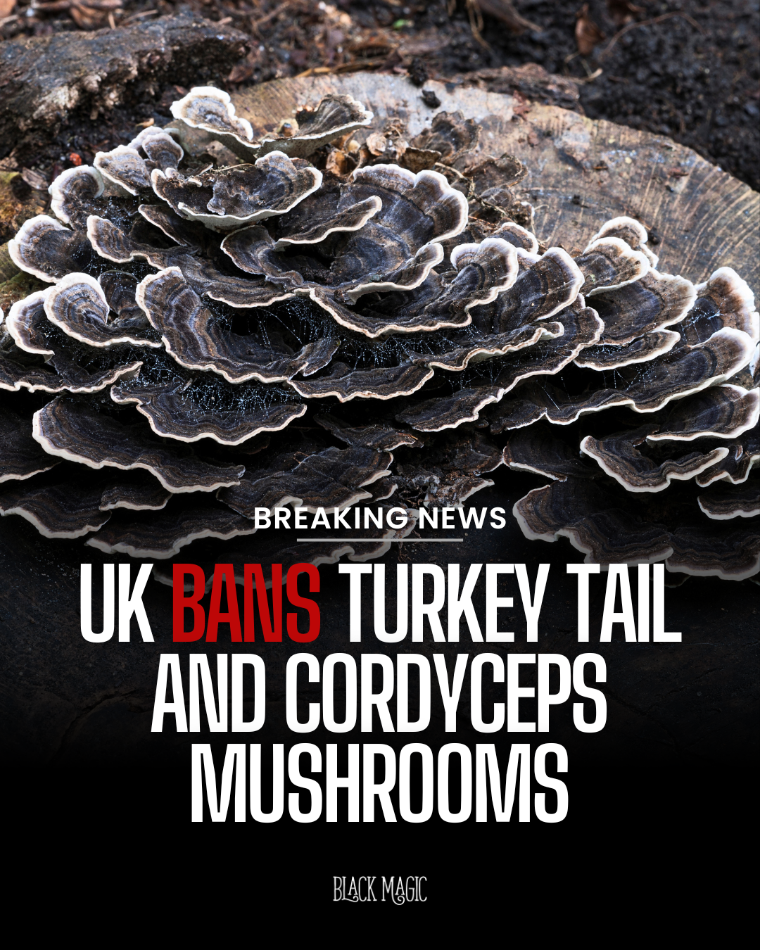 BREAKING: UK Bans Turkey Tail and Cordyceps Mushrooms – Black Magic Alchemy