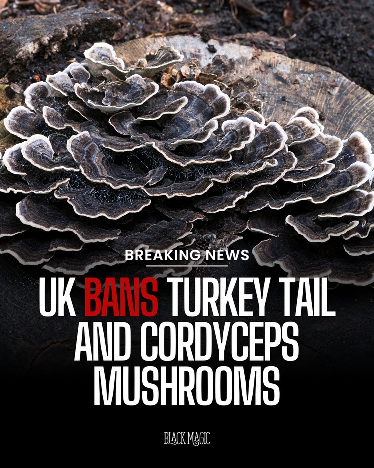 BREAKING: UK Bans Turkey Tail and Cordyceps Mushrooms – Black Magic Alchemy